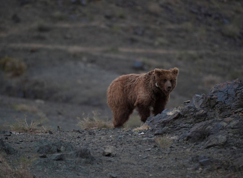 Endangered Creature Future: The Gobi Bear - Eco Kids Planet