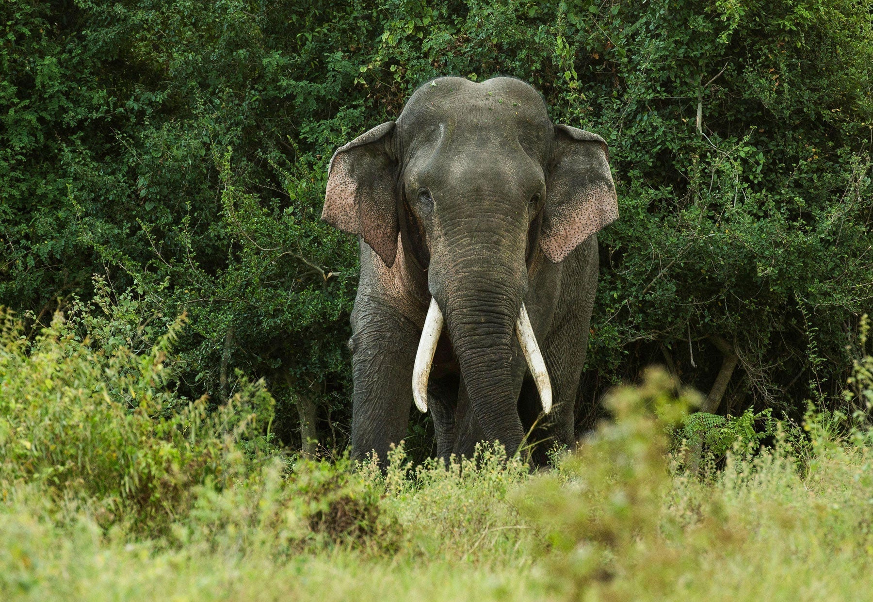 Is Synthetic Ivory the Answer? - Eco Kids Planet