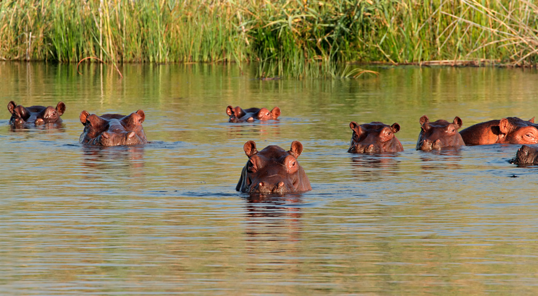 World Hippo Day: Five Top Facts - Eco Kids Planet