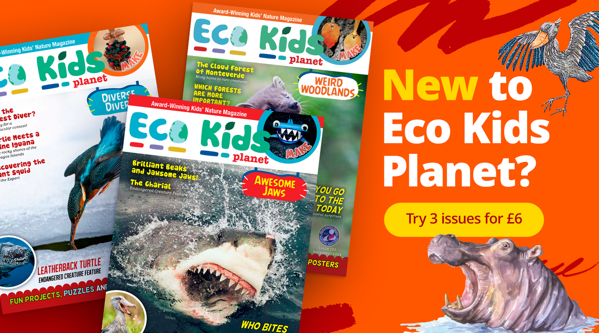 Kids Nature Magazines in UK - Eco Kids Planet