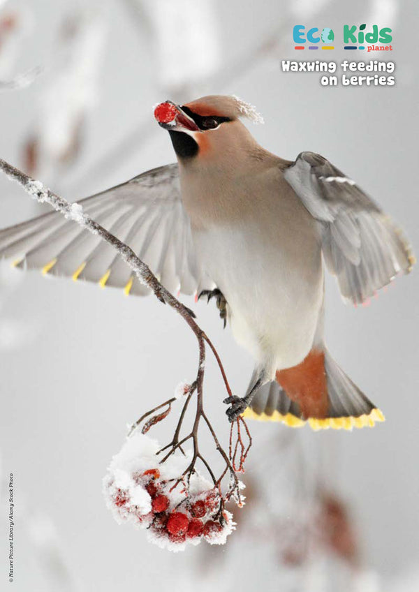 Kid's Nature Magazines – Issue 62 – Winter Wildlife - Eco Kids Planet