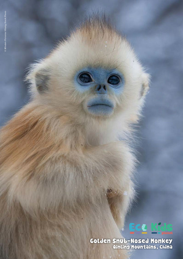Kid's Nature Magazines – Issue 75 – Primates of the World - Eco Kids Planet