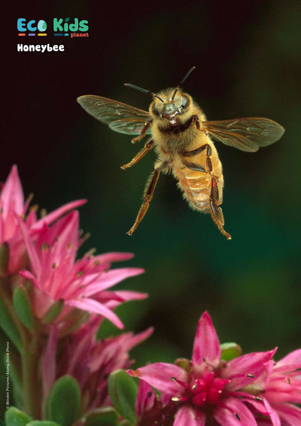 Kid's Nature Magazines – Issue 78 – Winged Insects - Eco Kids Planet