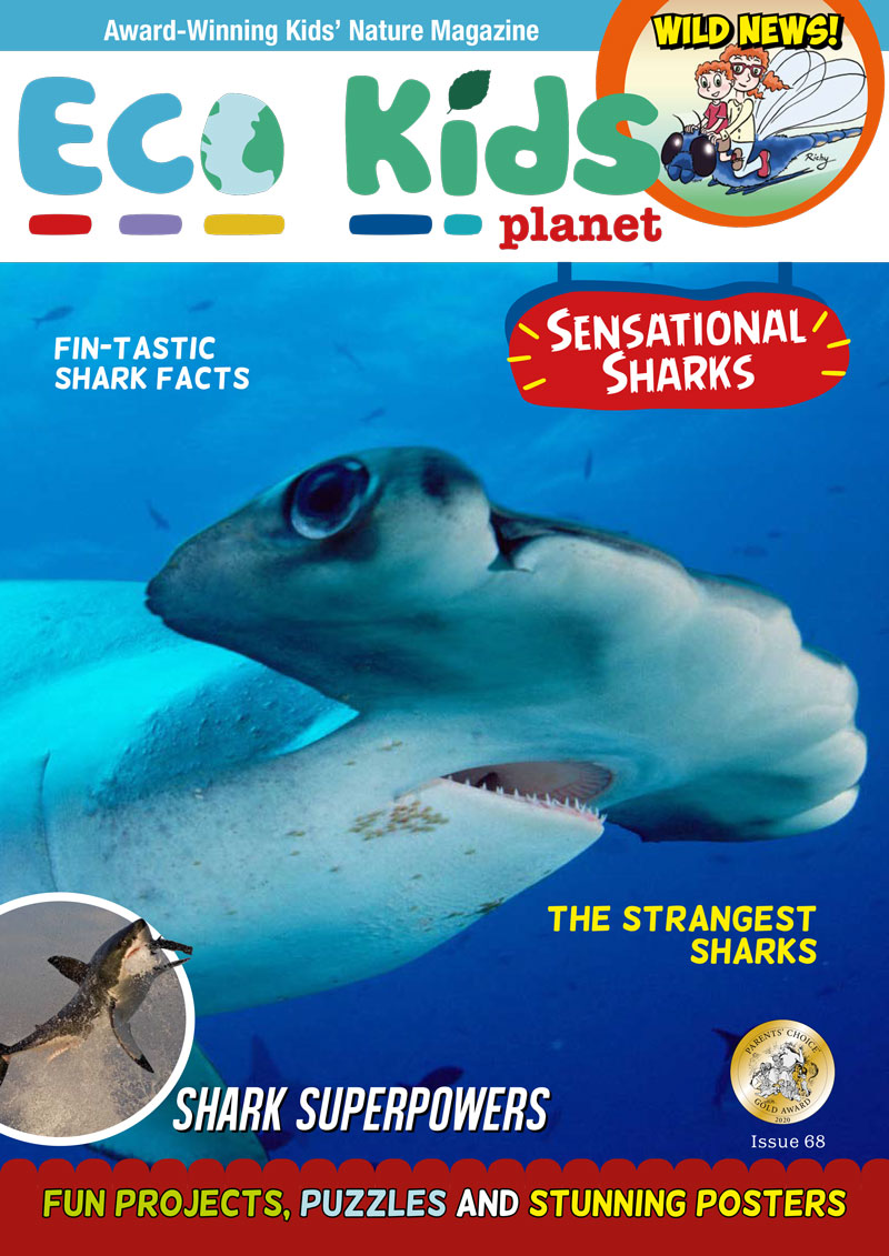 Kid's Nature Magazines – Issue 68 – Sensational Sharks - Eco Kids Planet