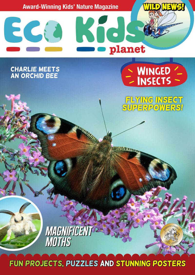 Kid's Nature Magazines – Issue 78 – Winged Insects - Eco Kids Planet